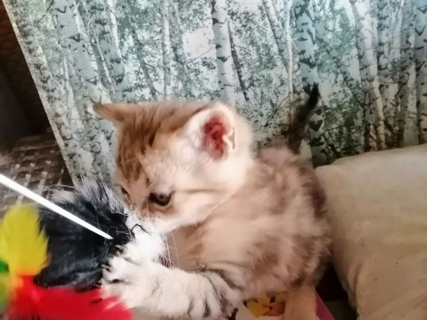 Котенок британский мрамор и дым