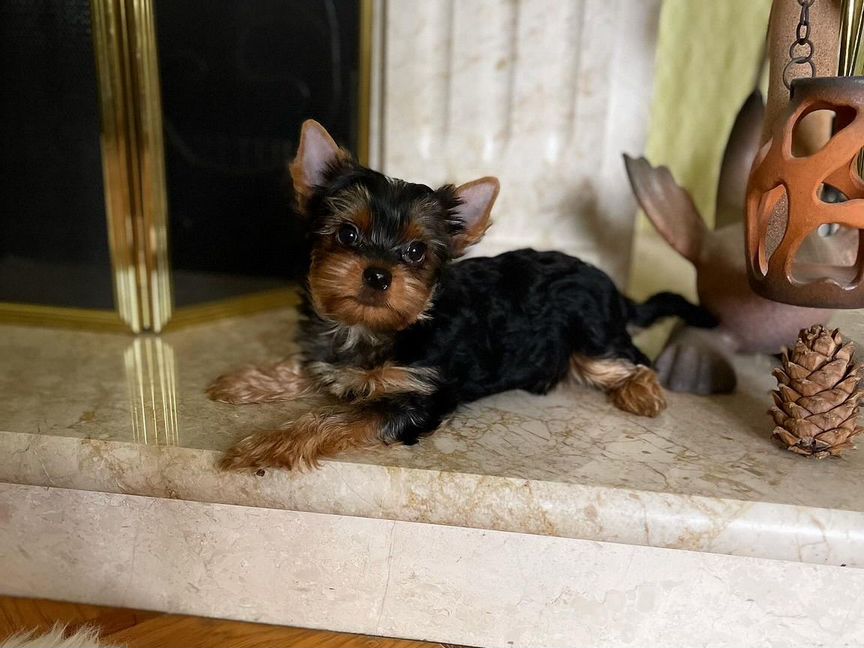 Мальчик йорк- огонёк