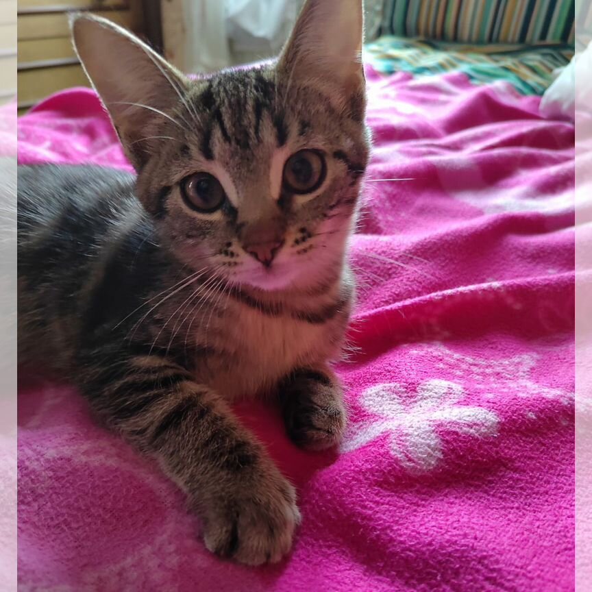 Котёнок в добрые руки