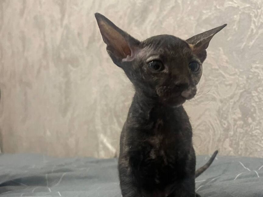 Канадский сфинкс котенок