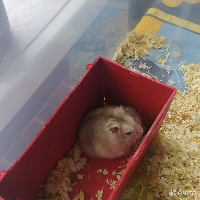 Джунгарский хомяк мальчик