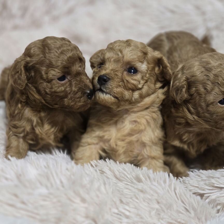 Той-пудель мини