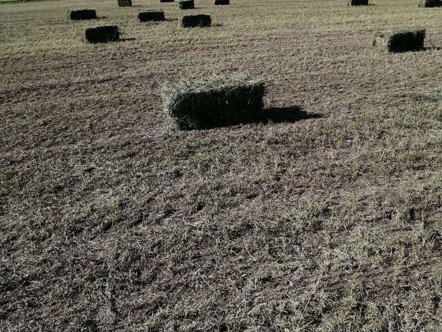 Сено эспарцет