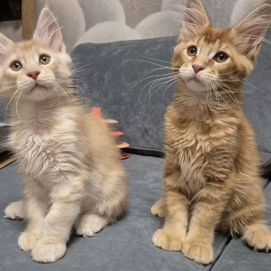 Мейн-кун котёнок