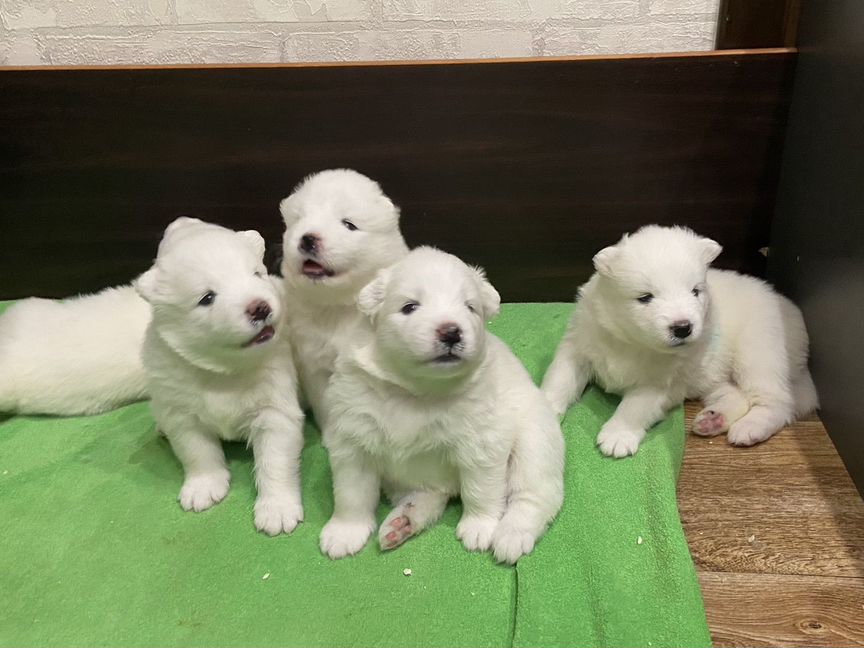 Щенки самоеда лайки