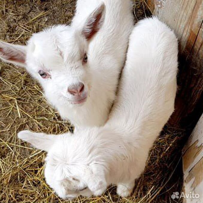 Продаем козлят