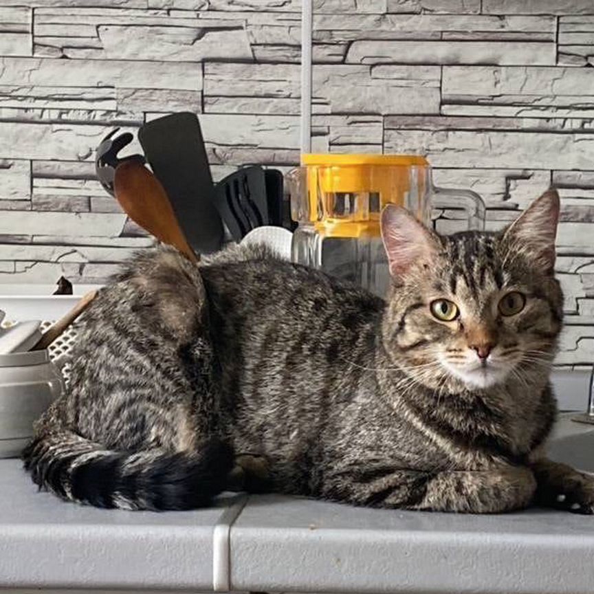 Взрослый кот в добрые руки