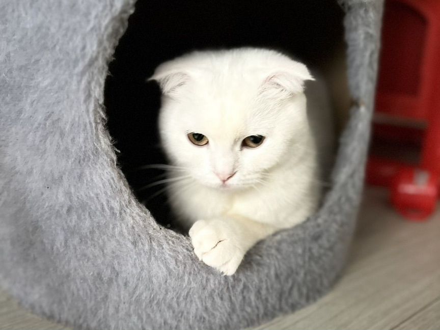 Шотланская вислоухая кошка + все принодлежности
