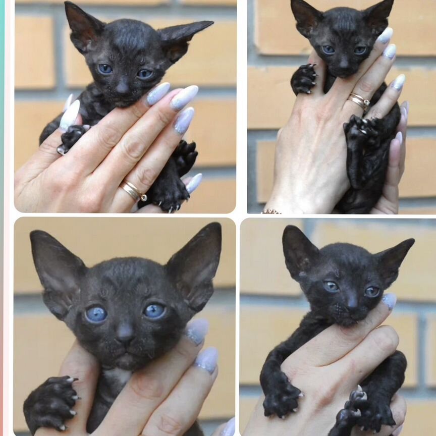 Корниш-рекс котёнок