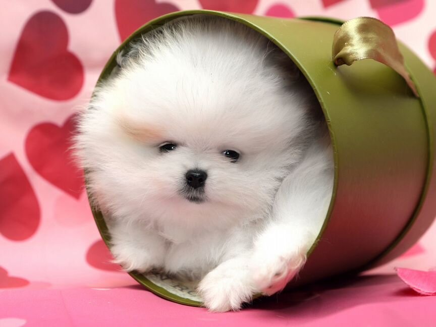 Девочка - мишка