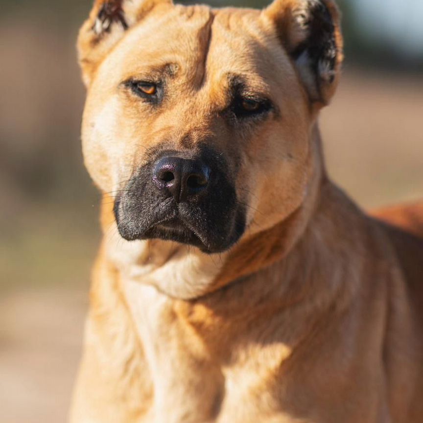 Бесплатно собака в добрые руки рыжая красавица