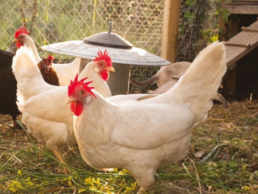 Куры несушки