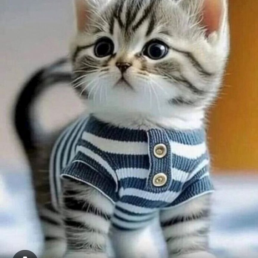 Кошки в надёжные руки