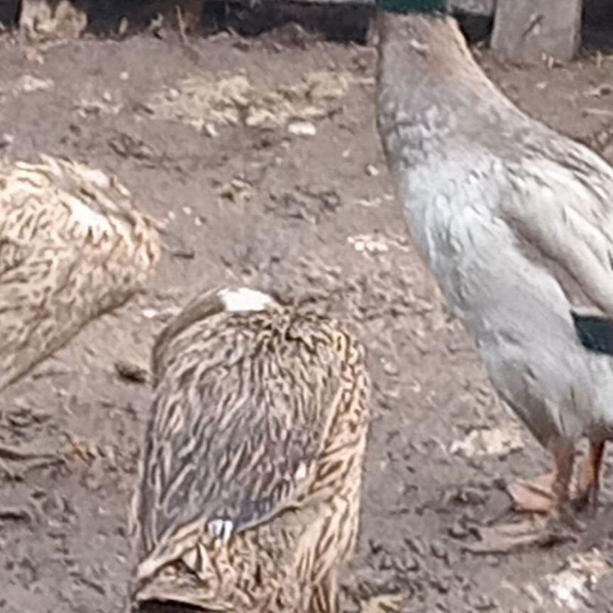 Утки индийский бегунок