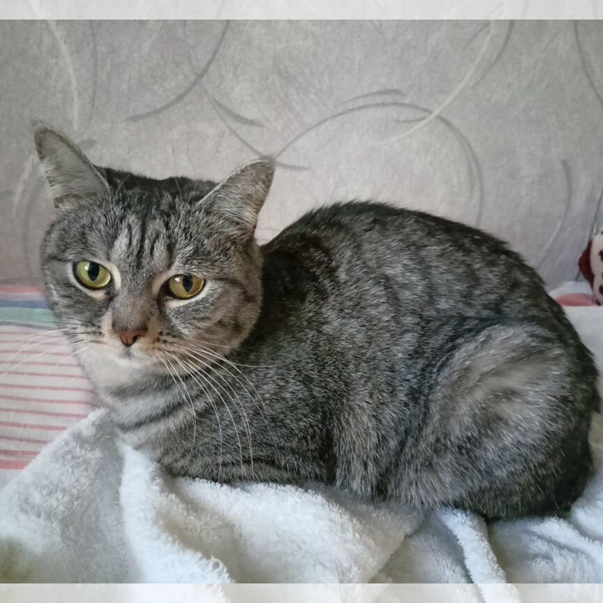 Британская короткошёрстная, взрослая кошка