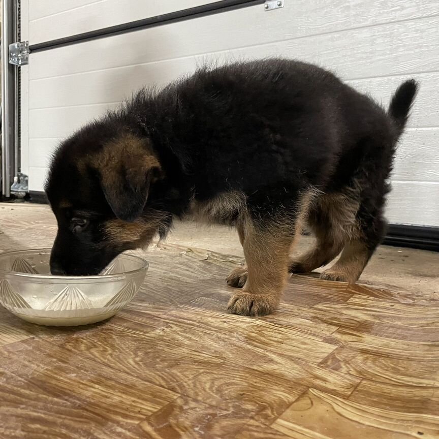 Щенок немецкой овчарки