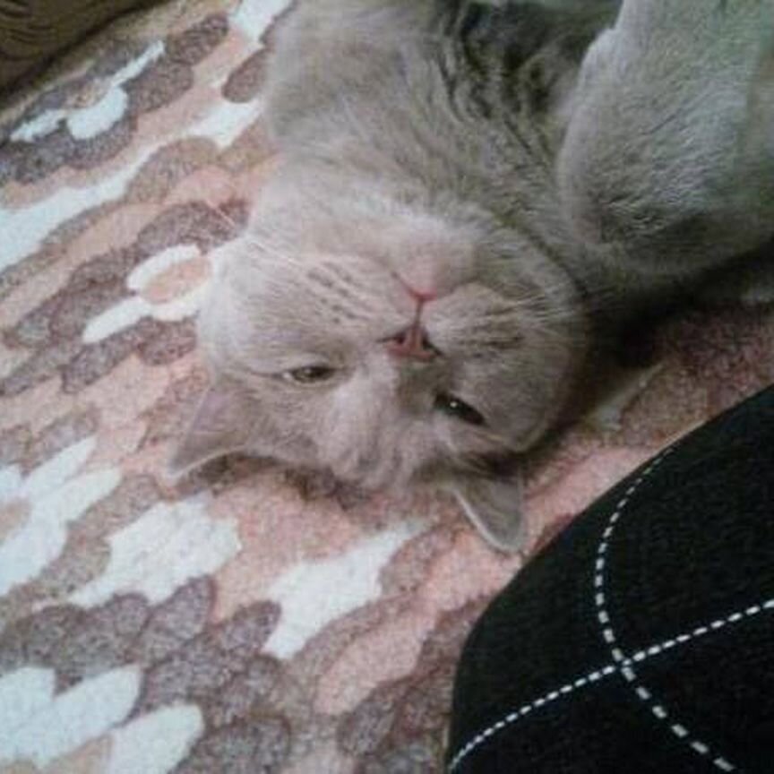 Британский кот