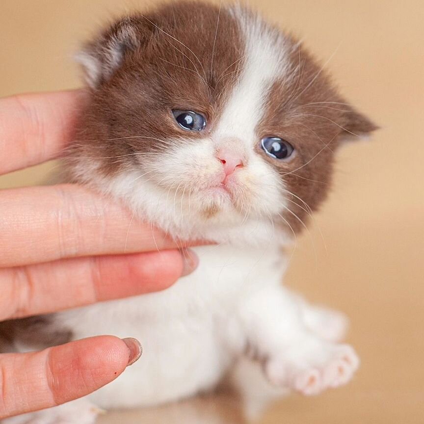 Британская девочка шоколад биколор