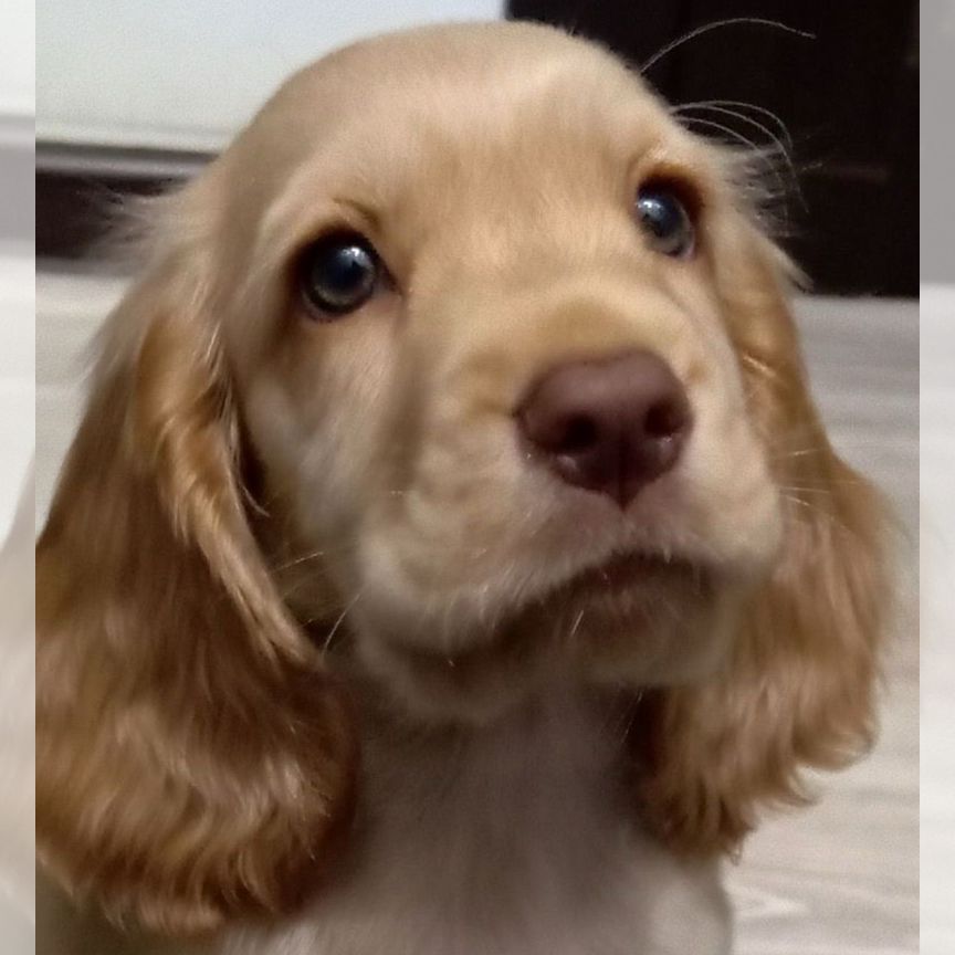 Русский охотничий спаниель, щенок