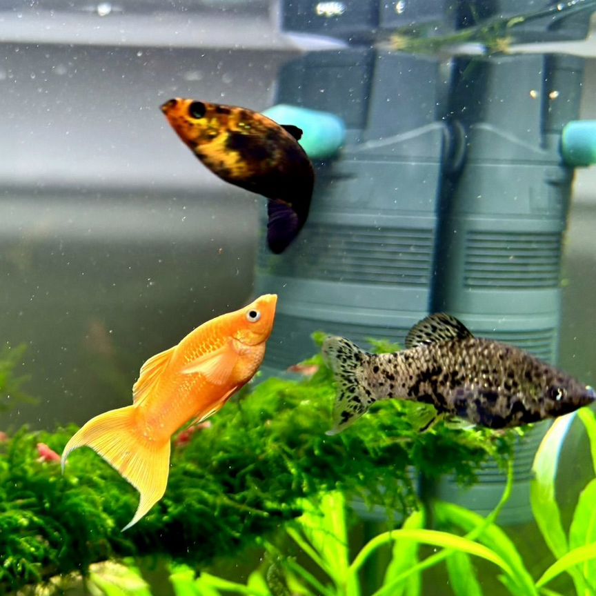 Моллинезия