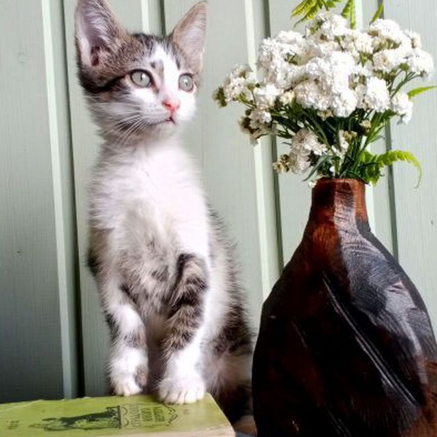 Котенок-девочка, 1,5-2 месяца