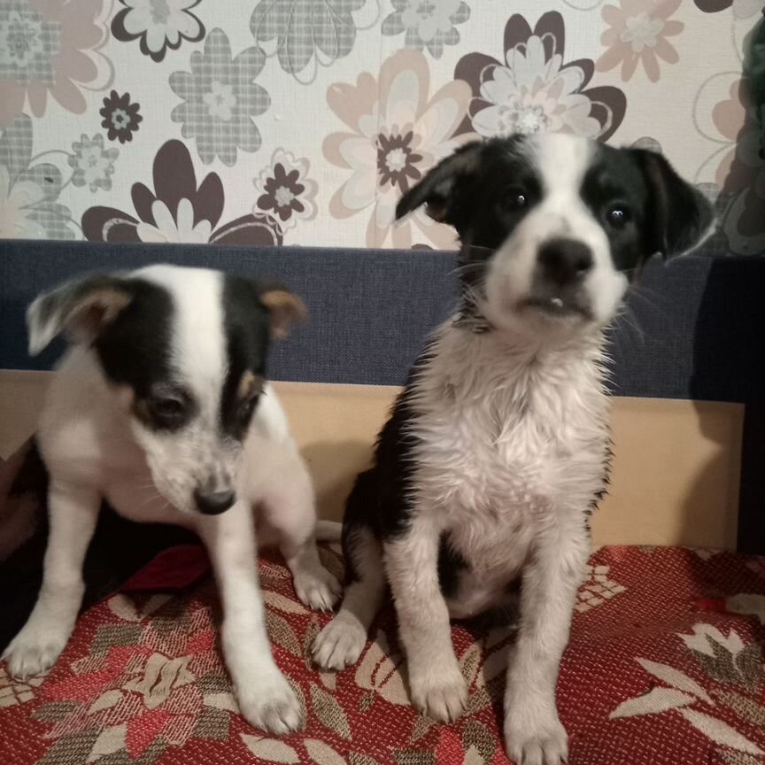 Подкинули щенят в подъезд