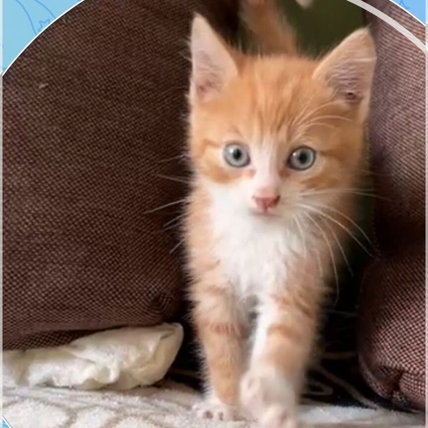 Котёнок в добрые руки