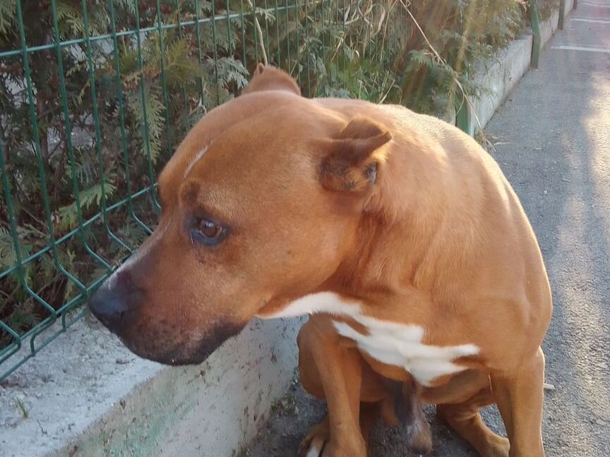 Стаффордширский терьер в добрые руки