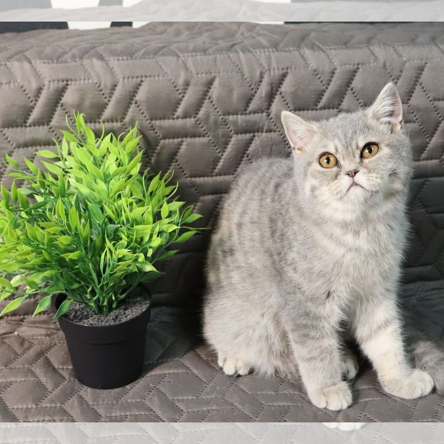 Экзотическая короткошёрстная, взрослая кошка