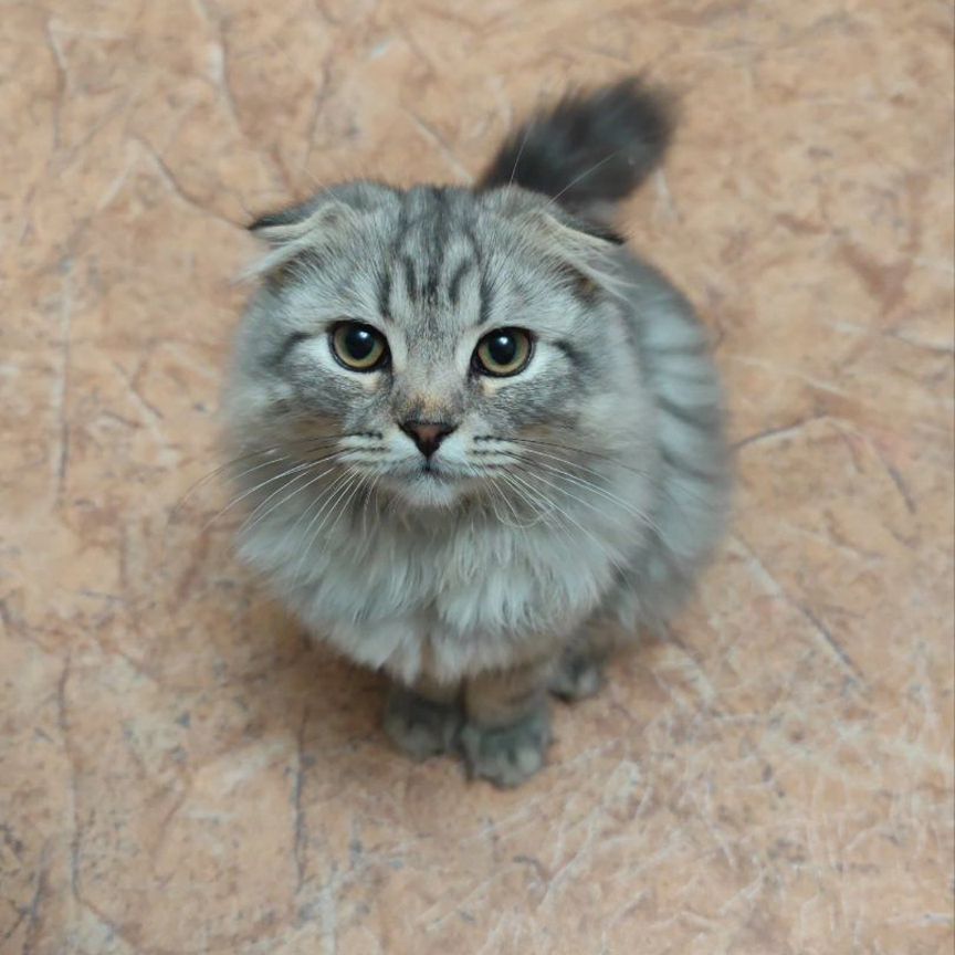 Котик