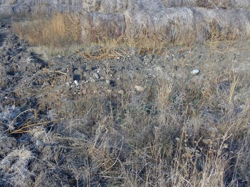 Продам сено в рулонах