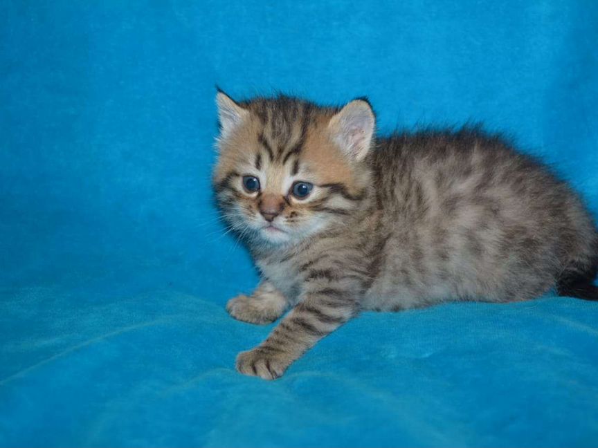 Шотландская плюшевая красотка