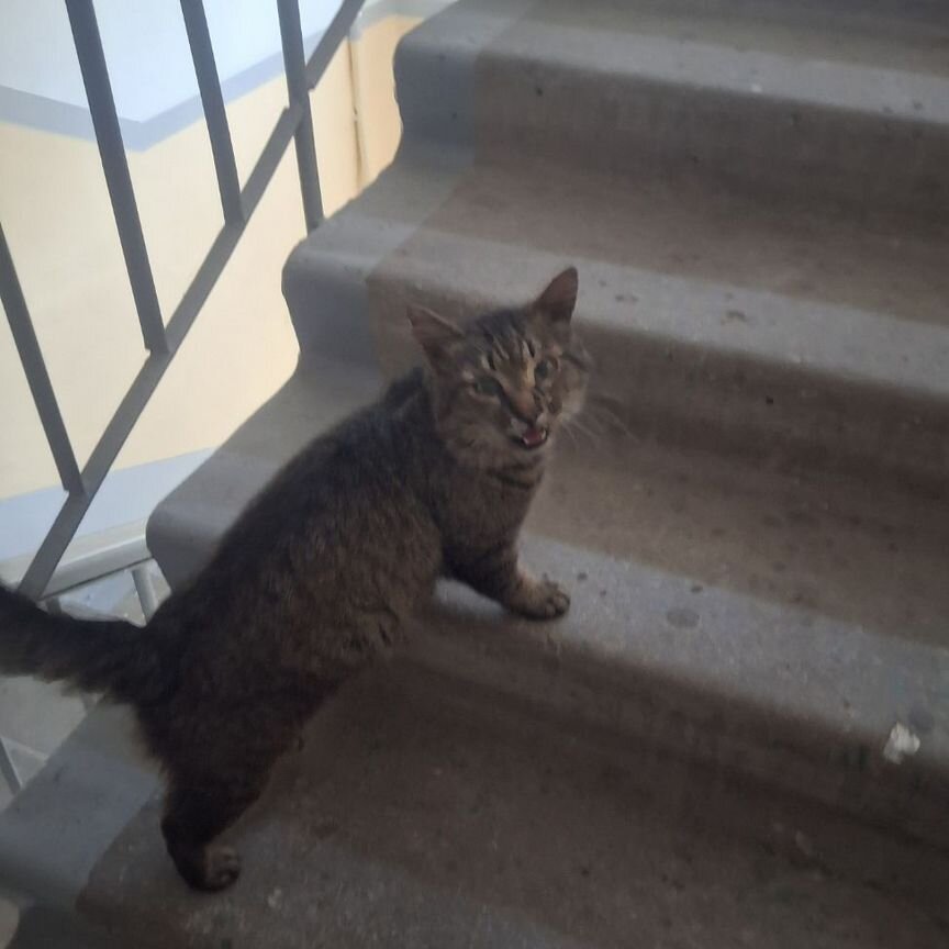Кот, кошка потерялся