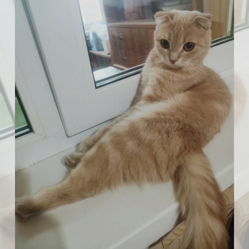 Вязка кошек бесплатно