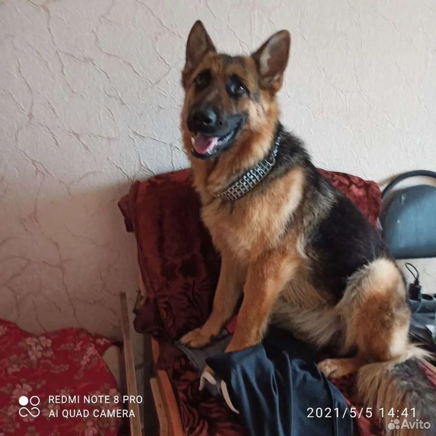 Чистокровные немецкие овчарки