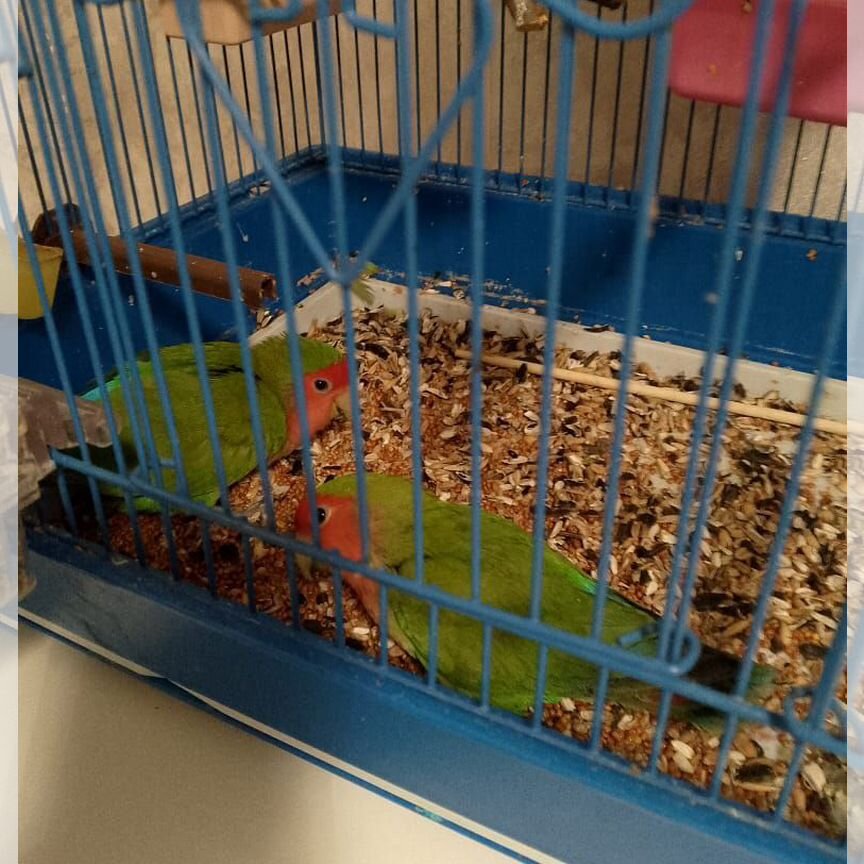 Попугай неразлучники