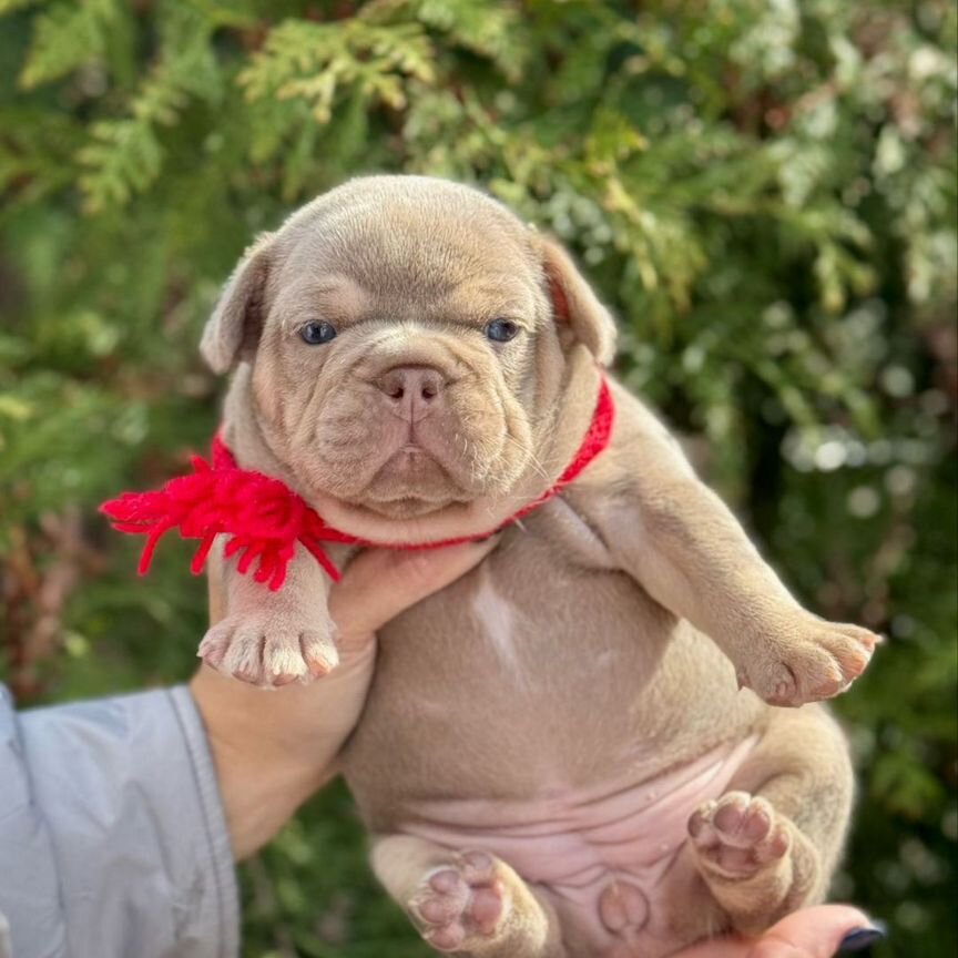 Изабелла девочка