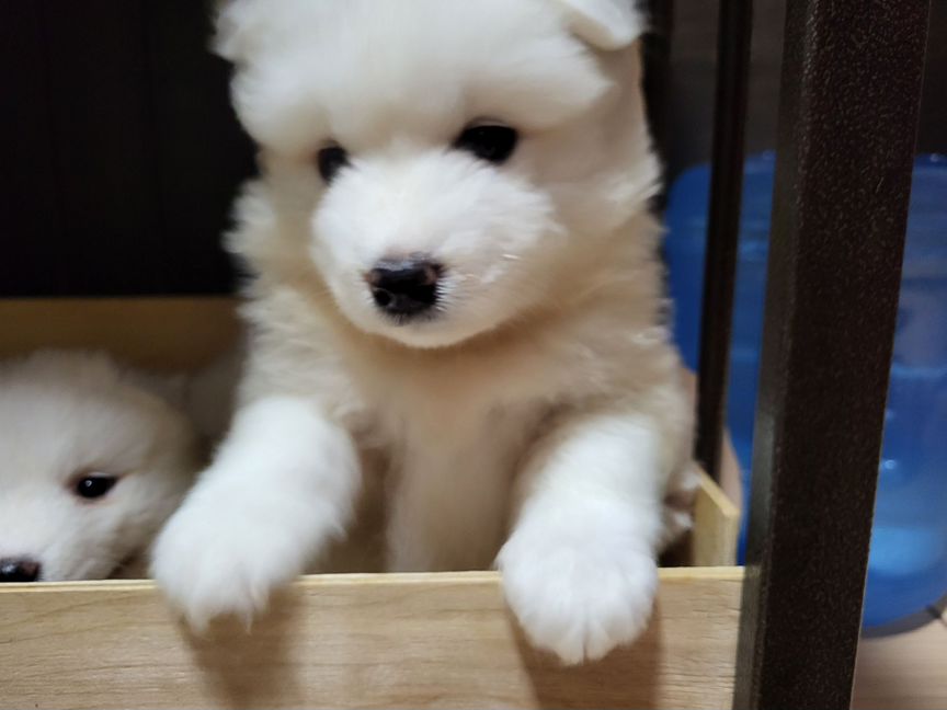 Самоедская лайка