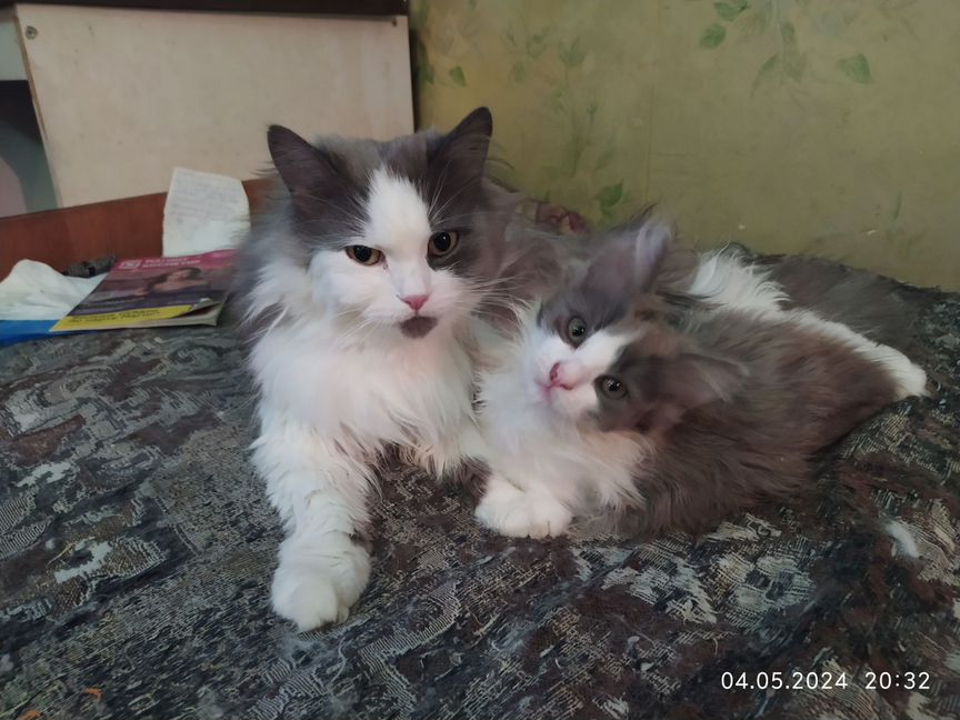 Котята в добрые руки