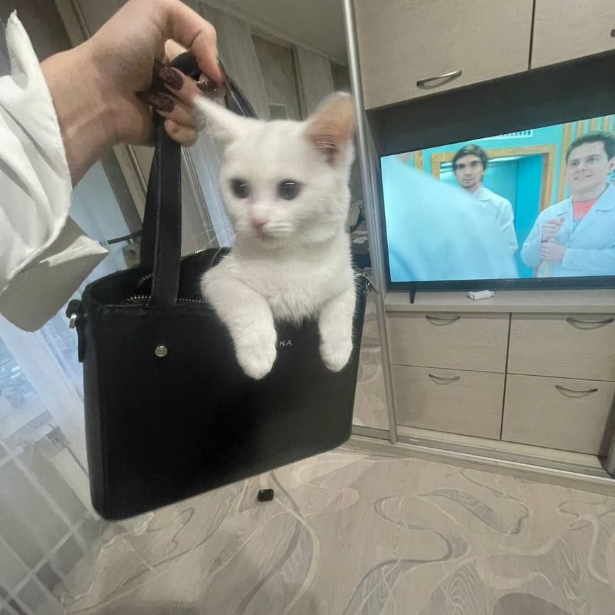 Котёнок в добрые руки