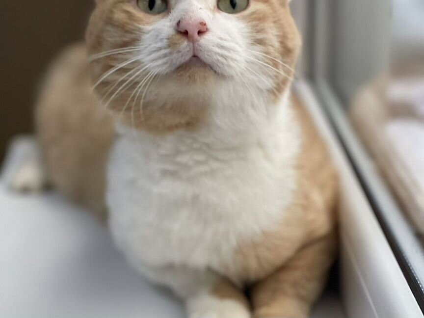 Котик ищет дом