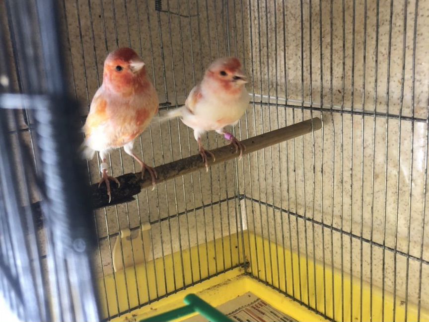 Кенарь поющий