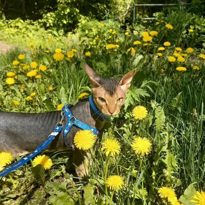 Канадский сфинкс, взрослый кот