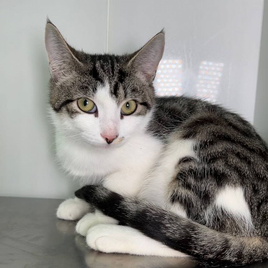 Котята подростки в добрые руки