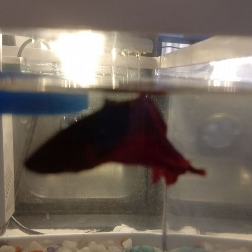 Аквариумные рыбки петушок