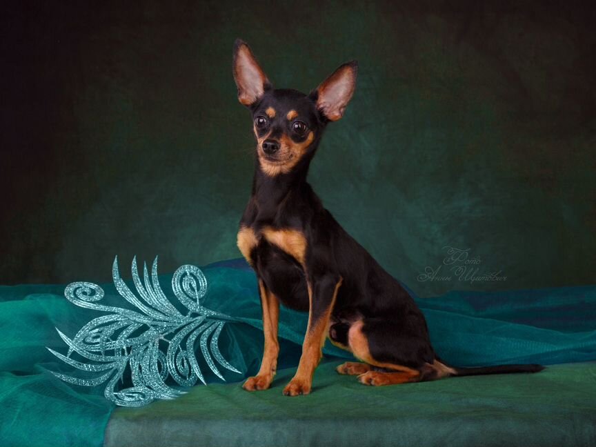 Взрослый тойчик 3 года