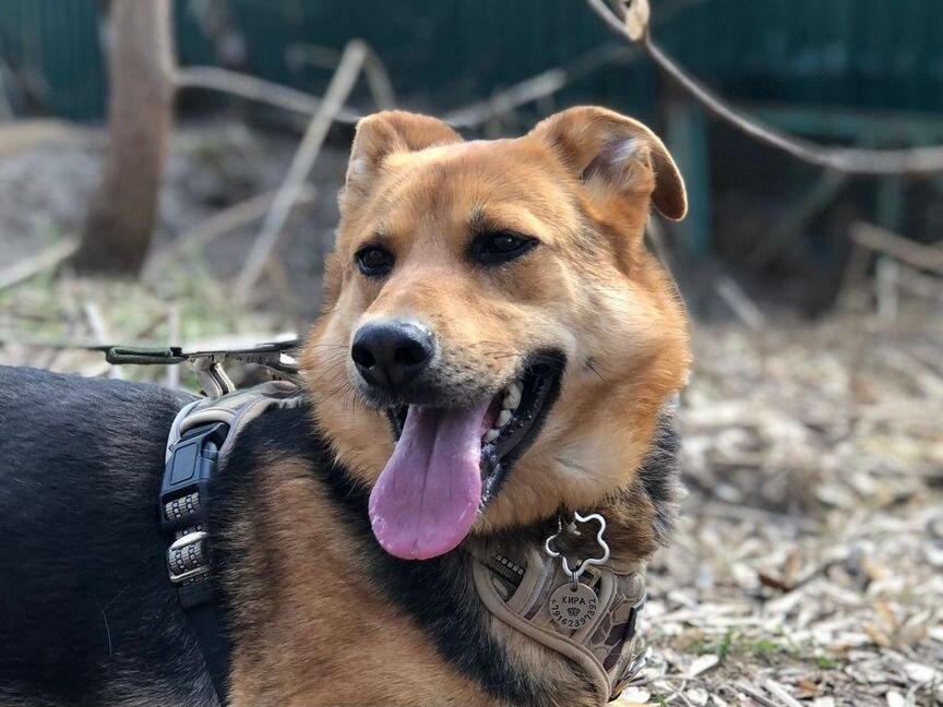 Нежная принцесса Кира грустит в приюте