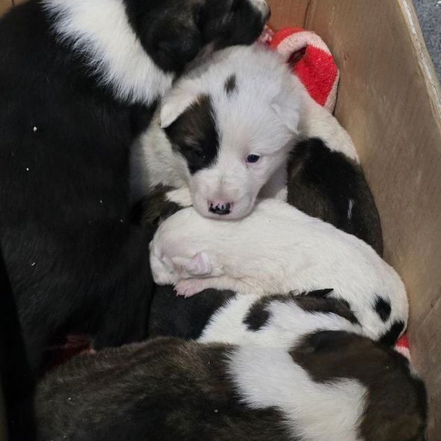 Щенок в добрые руки