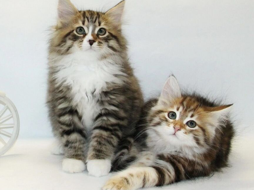 Котятки в добрые руки