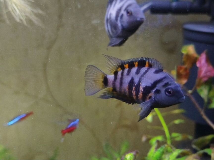 Цихлазома чернополосая